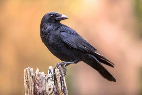 Crow Fact - United Creature - Medium