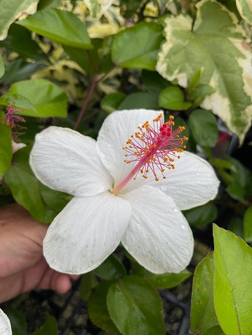 The Finest White Hawaiian Flowers for Your Garden | by Emma Lopez | Dec ...