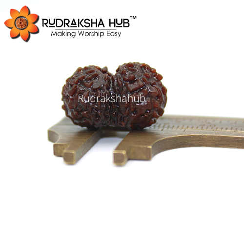 14 Mukhi Rudraksha (Indonesian) - Rudrakshahub - Medium