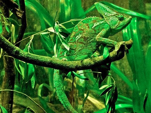Crypsis, Aposematism, And Mimicry | by Yugansh | Biobuds | Medium
