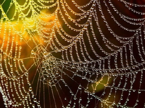 The Most Famous Spider In History | by Barbara Mac | Writers’ Blokke ...