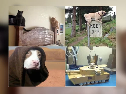 25 Cat And Dog Memes: Felines & Canines Unite To Make You Laugh ...