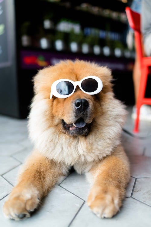 Dogs Have Super Power. You just love them naturally… | by TFO | Medium