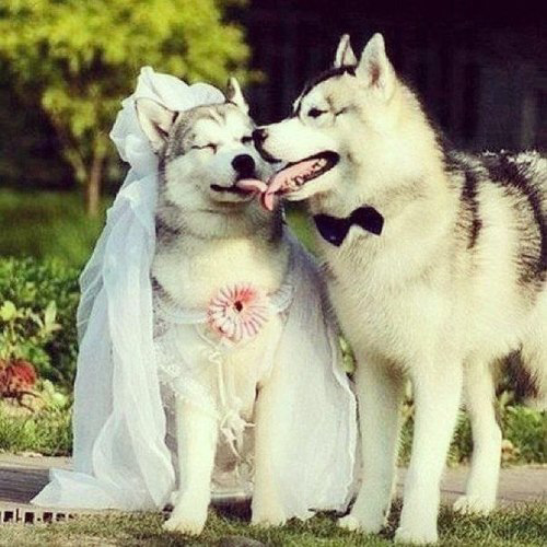 Wedding of the wolves | by Aziz Doğdu🇹🇷 | Medium