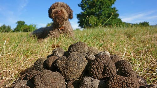 Truffle Hunting in Tuscany with A Toast to Travel | by A Toast to ...