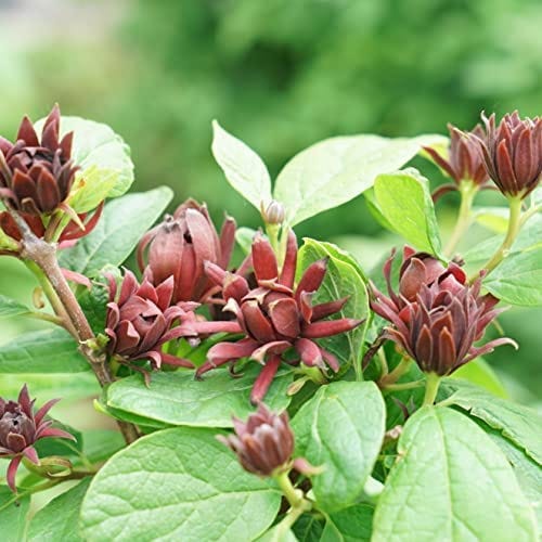 Chocolate Flower. Short story about the power of… | by Elisabeth Khan ...