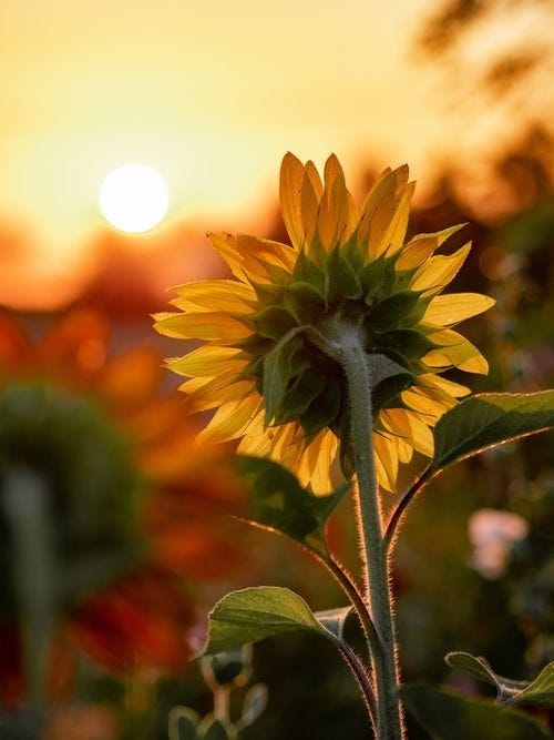 The sun and the sunflower. Myth or truth? | by Neha Agarwal | Medium