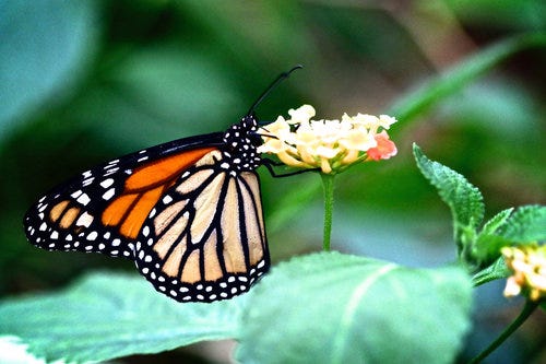 PICTURES ARE WORTH A THOUSAND WORDS. | by Phyllis Mackenzie | Cervinae ...