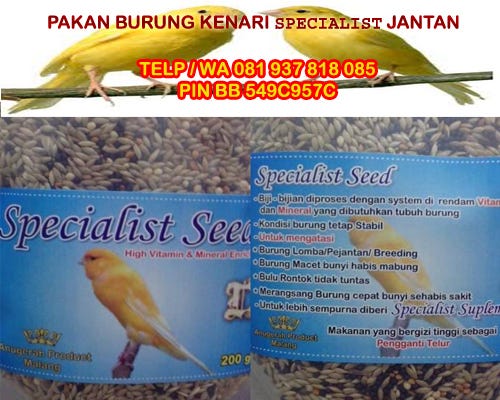 Pakan KENARI yang Bagus l Pakan KENARI yang Bagus untuk LOMBA l Pakan ...