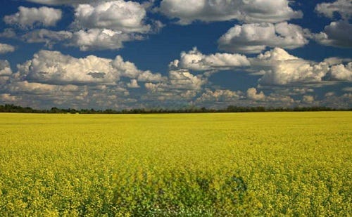 THE SASKATCHEWAN CROP REPORT AND THE SIMULTANEOUS PLACEMENT OF FOOD ...