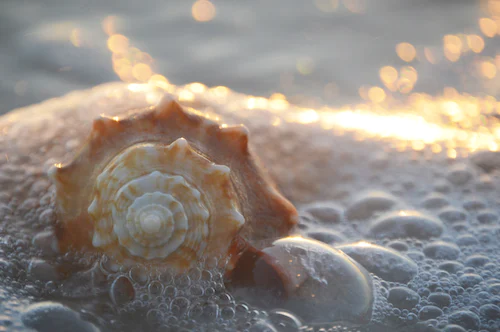 The Conch Shell. https://bedouinmind.com/ | by Gargee Ghose | Medium