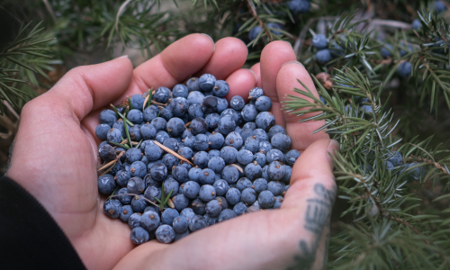 Forager’s Guide to Wild Foods Review: Your Ultimate Resource | by ...