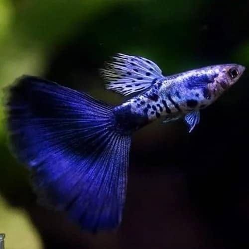 Dive into the Celestial Realm of Galaxy Blue Tail Guppies: A ...
