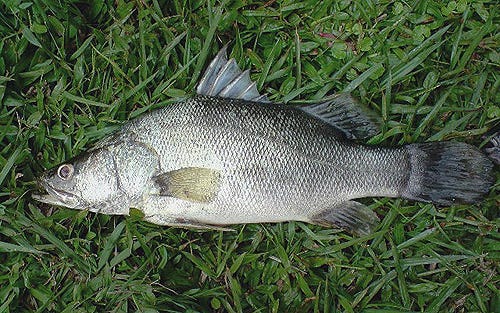 O-Fish-ial Fun Fact Thursday — 14 June 2018 | by Graham Traas | Medium