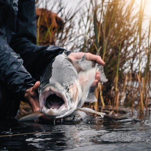 Fly Fishing for Advanced Anglers. Fly Fishing Insider Podcast | by ...