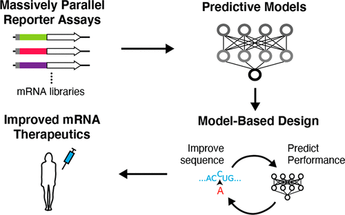 The Latest Impact of Data in mRNA Research: Developing mRNA-4157 | by ...