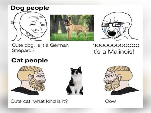15 Dog vs Cat Memes That Will Make You Laugh & Pick a Side - Chameleon ...