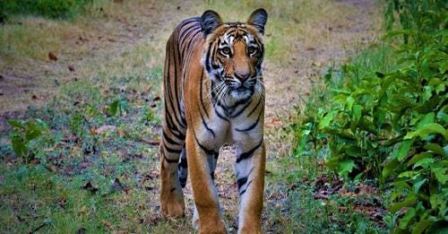 Corbett National Park - Dhikala Zone - Medium