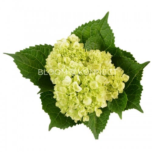 Where to Buy Hydrangea Mini Green Flowers At Wholesale Prices | by ...