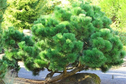 Pest Issues and Control Methods for Pinus thunbergii ‘Thunderhead’ | by ...