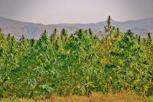 What to Expect for Hemp-Derived CBD in 2018 | Six Predictions | by Alex ...
