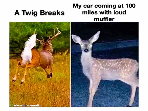 20 Deer Memes Thatll Catch You Like Deer In The Headlights Chameleon Memes Medium
