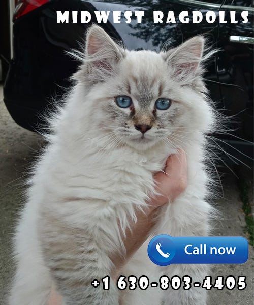 Are you thinking about adopting a Ragdoll? Browse Ragdoll kittens for ...