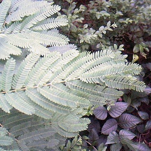 How to Grow Desmanthus illinoensis | by Arkham's Botanical | Medium