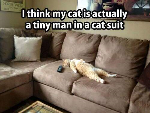 20 Lazy memes: Doing Nothing Never Looked So Good - Chameleon Memes ...