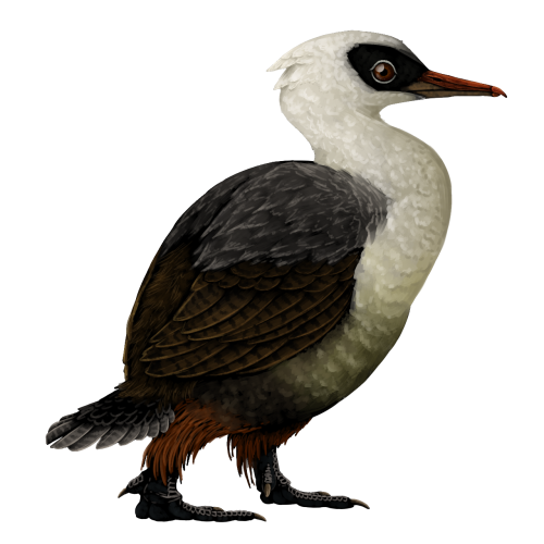 Freshwater Hesperornitheans. Brodavis by Scott Reid, a taxon that… | by ...