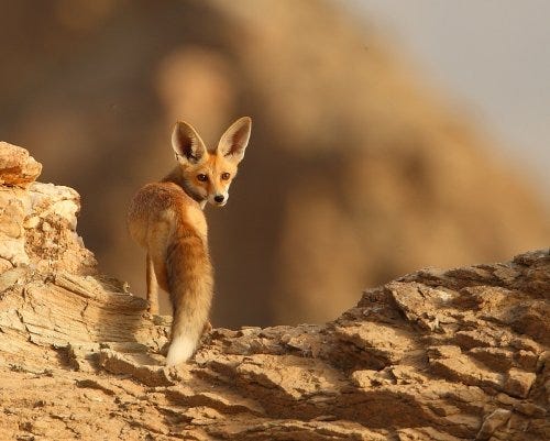 sasan gir tour packages| Compass Tourism | by Compass Tourism | Medium