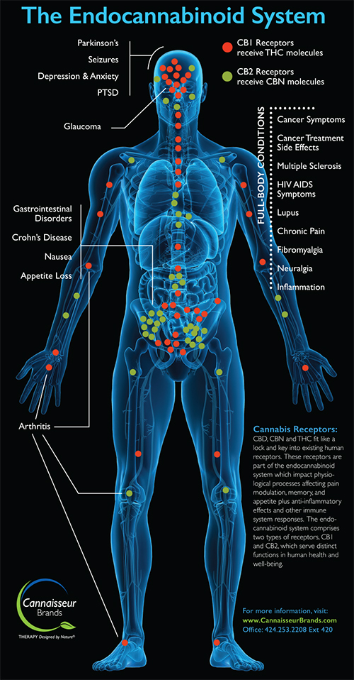 What are Cannabinoids and Endocannabidiol System? | by Big Sur ...