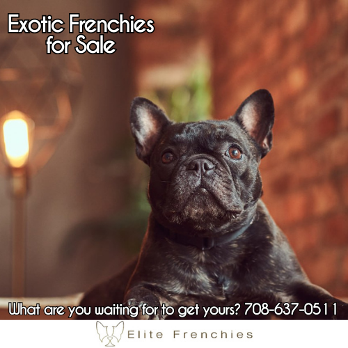 Exotic French Bulldog Breeders Chicago l Elite Frenchies - Elite ...