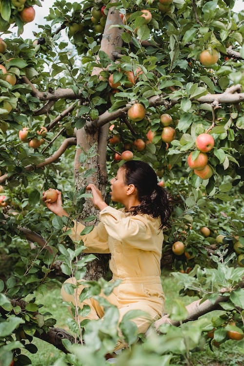 The Notorious BIG Liar and the Bullshit Detector Apple tree | by Paolo ...
