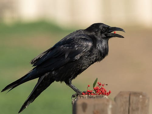 Raven Folklore. In Europe, ravens are seen as… | by Rupert Taylor ...