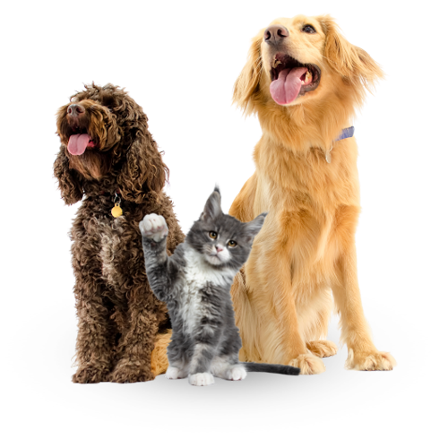 Official Certificate Of Esa Registration | Emotionalsupportpetlicense ...