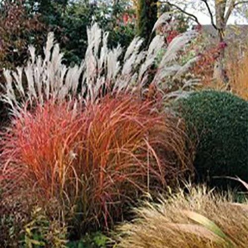 Fire Grasses. Get ready to discover the hottest new… | by Erica ...