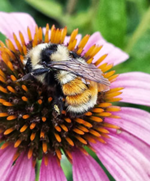 Native Bee Warriors. How community gardens help protect and… | by Joy ...