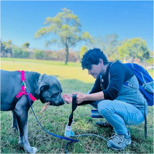 What is The Importance of Dog Behavior Classes by Holistic Dog Training ...