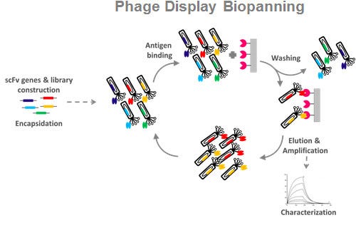 Antibody Affinity Maturation Provided by Alpha Lifetech inc. | by Alpha ...