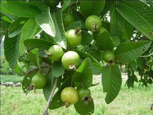 Mini Guava Green. Buy the Mini Guava green plant from… | by santhi ...