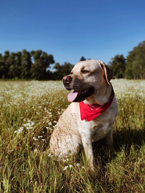 Top 3 Dog Breeds. What’s better than having an adorable… | by Mahakhan ...