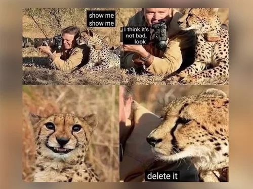 20 Cheetah Memes That Pounce on Humor! - Chameleon Memes - Medium