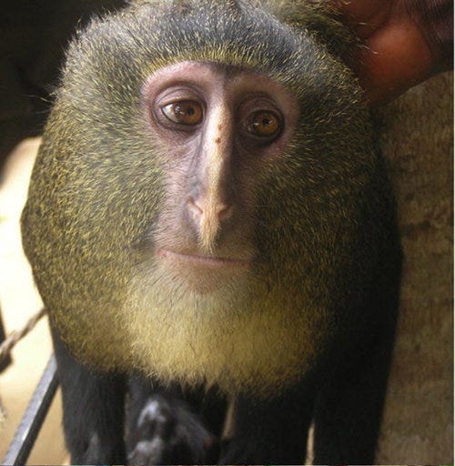 The miracle of new primates in Congo | by Edward Rackley | Medium