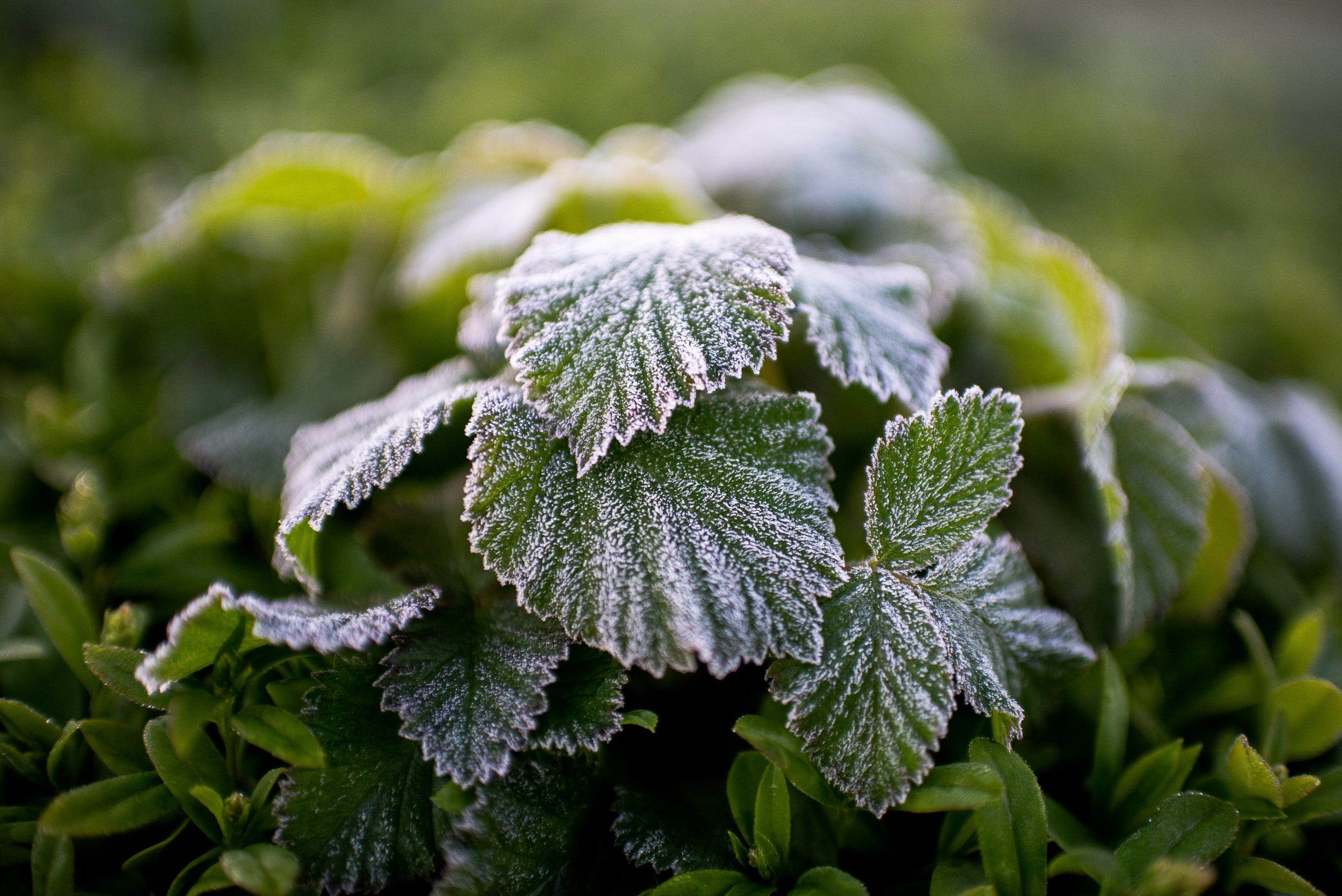 Narrow Depth Of Field Photography