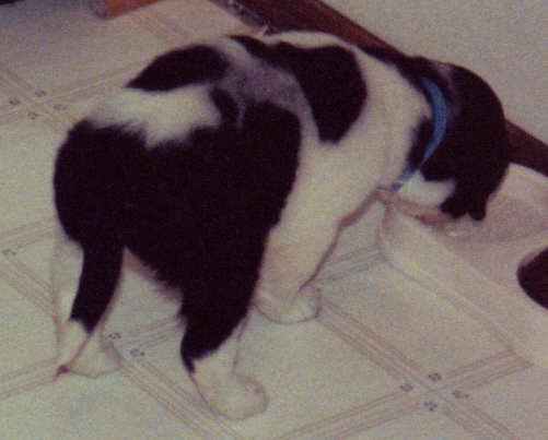 The Best Stuffed Dog That Looks Like Spot: Rated | by Finsterhund | Medium
