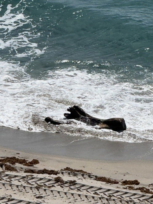 Help, Planetary Lifeguard!. Tree in Trouble at Chalfonte | by Tom Madden | May, 2025 | Medium