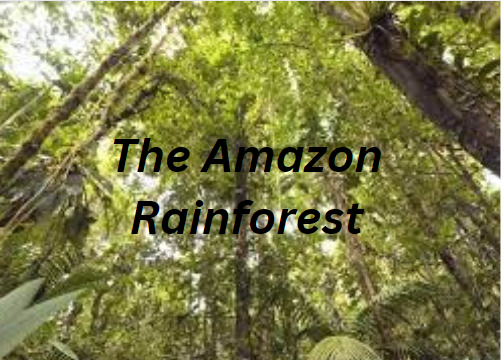 The Amazon Rainforest. The Amazon Rainforest also known as the… | by ...