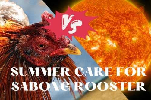 How to care for your sabong rooster throughout the summer - Sabong - Medium