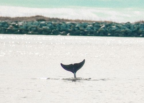 Ki** the girl. A mermaid has a softer spot for humans… | by Solstice ...